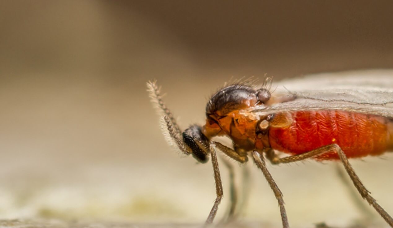 Roadside Gnats: Why Are There Gnats In My Car?