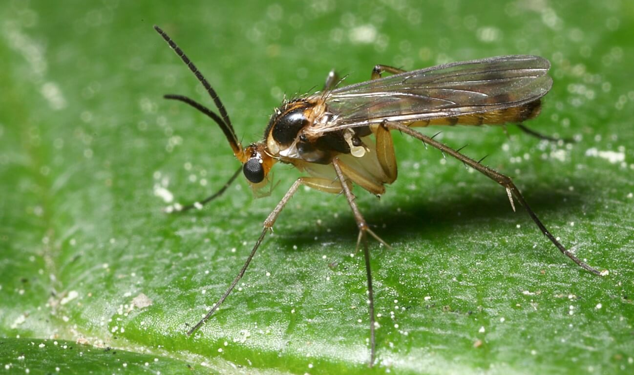 Roadside Gnats: Why Are There Gnats In My Car?